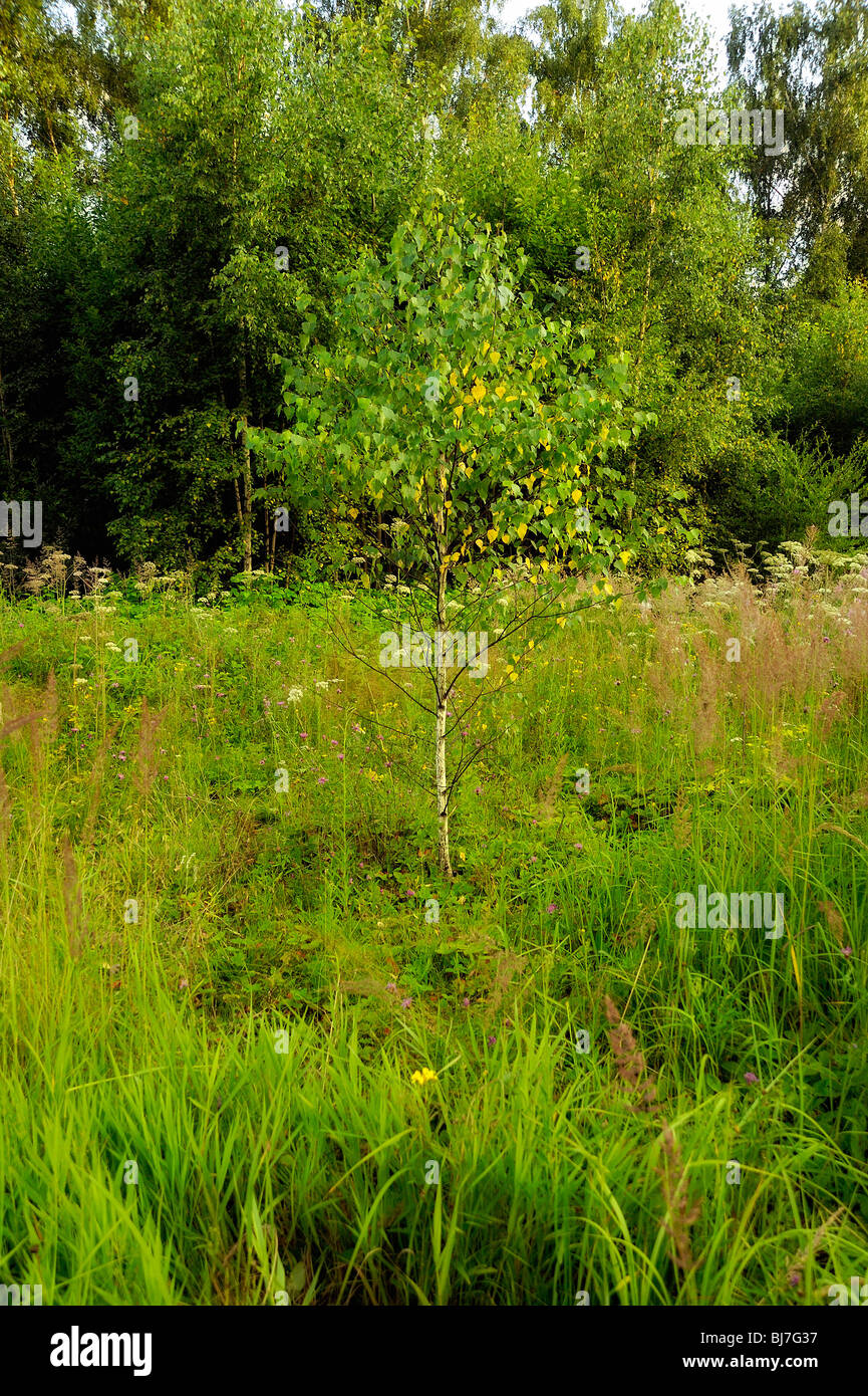 Russian landscape green oak forest hi-res stock photography and images ...