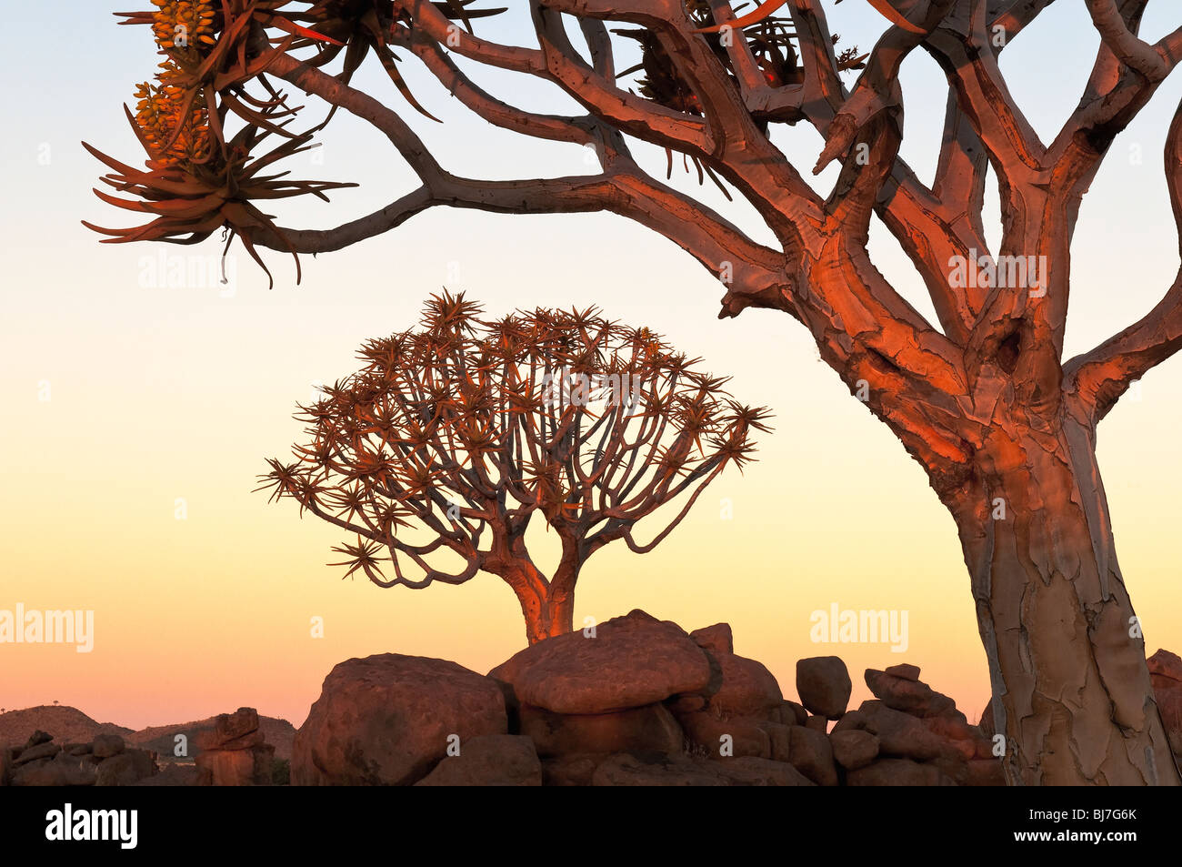 Quiver Trees at sunset Stock Photo - Alamy