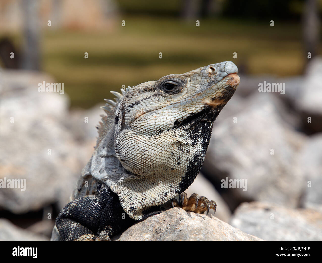 Iguana pose hi-res stock photography and images - Alamy