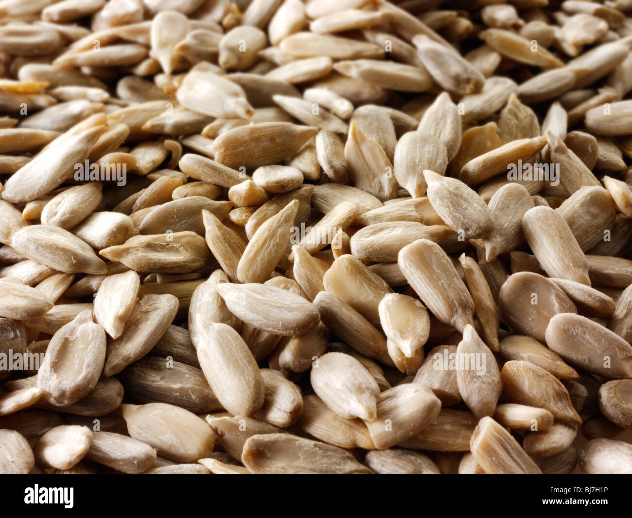 sunflower seeds ( helianthus annuus) - stock photos Stock Photo - Alamy