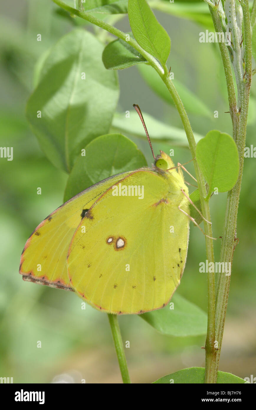 California dogface butterfly hi-res stock photography and images - Alamy