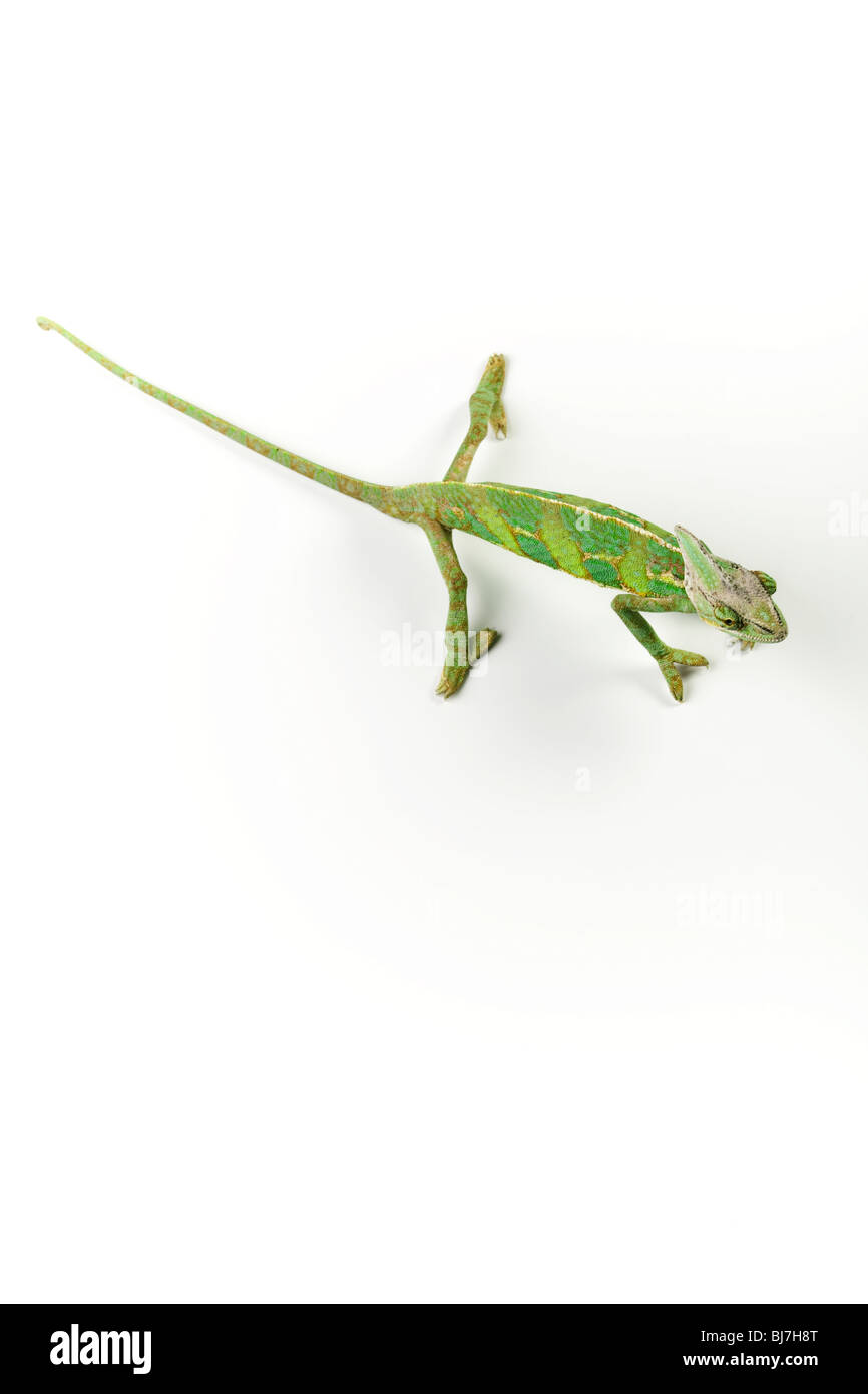 Close-up of big chameleon sitting on a white background Stock Photo - Alamy