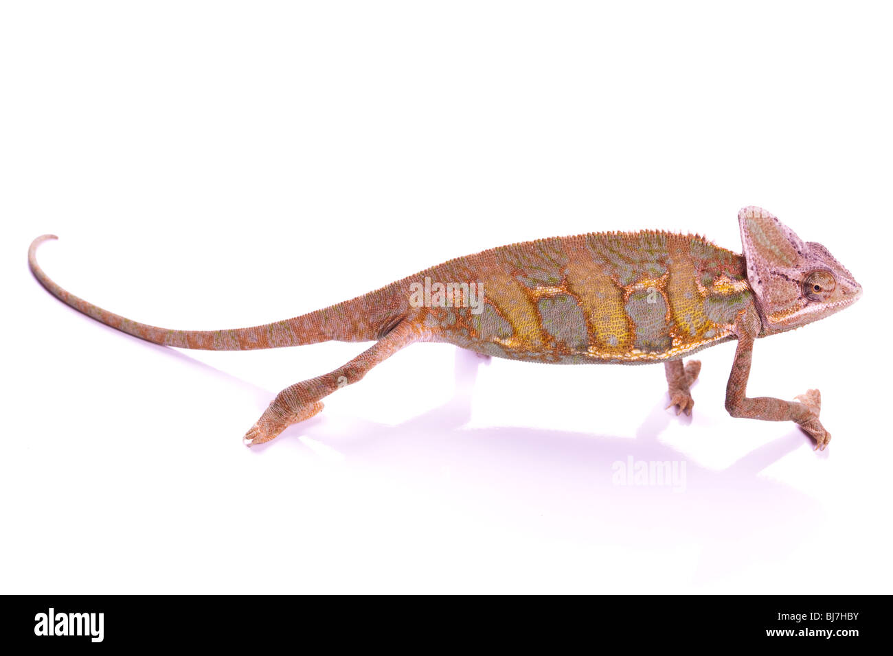 Close-up of big chameleon sitting on a white background Stock Photo - Alamy