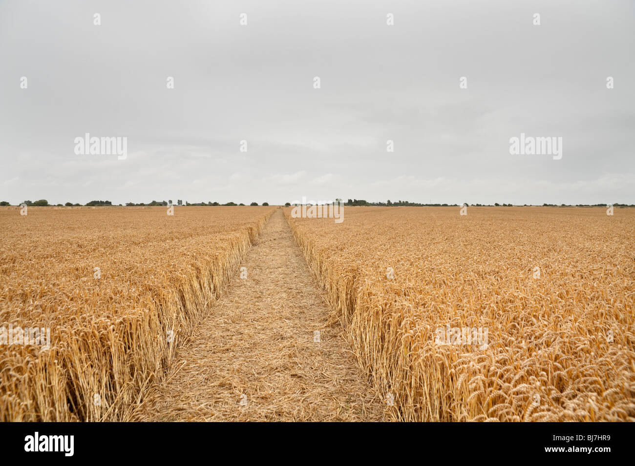 Footpath cleared through wheat field stretching to distant row of trees ...