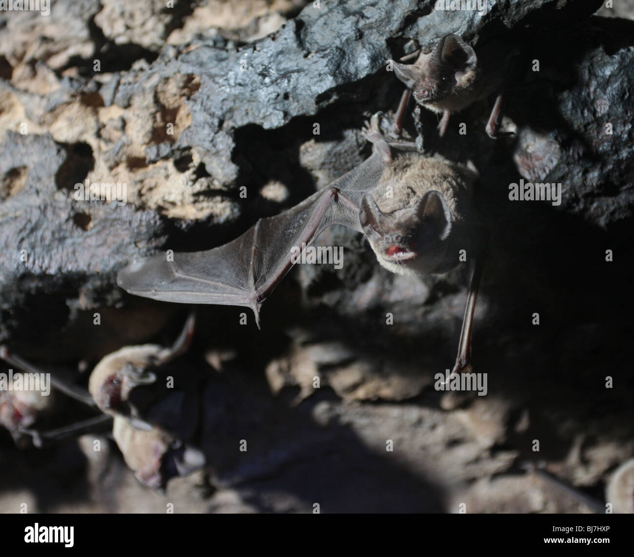Mexican free tailed bat roosting hi-res stock photography and images ...