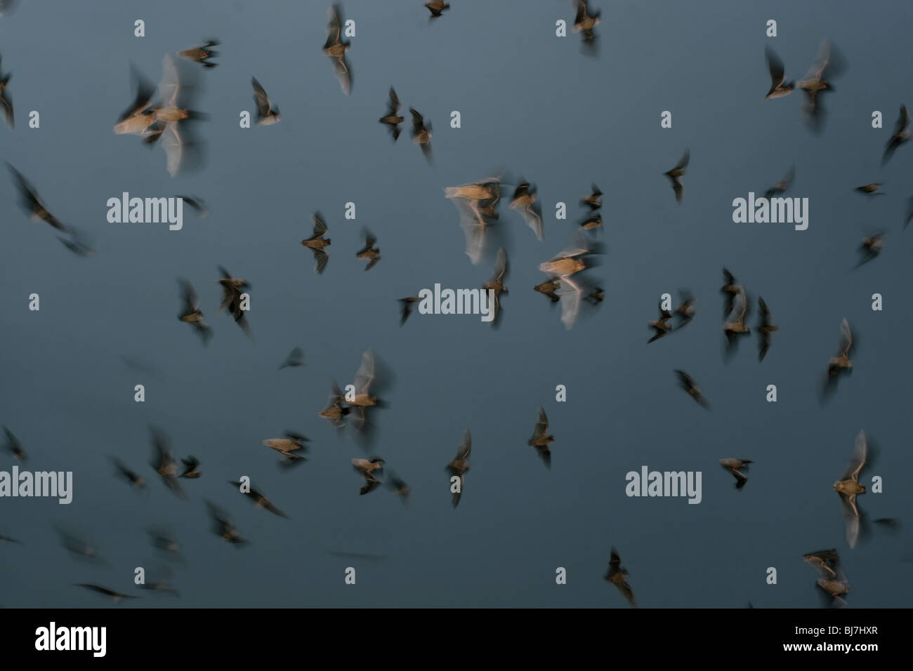 Mexican free-tailed bat emerging Texas Stock Photo - Alamy