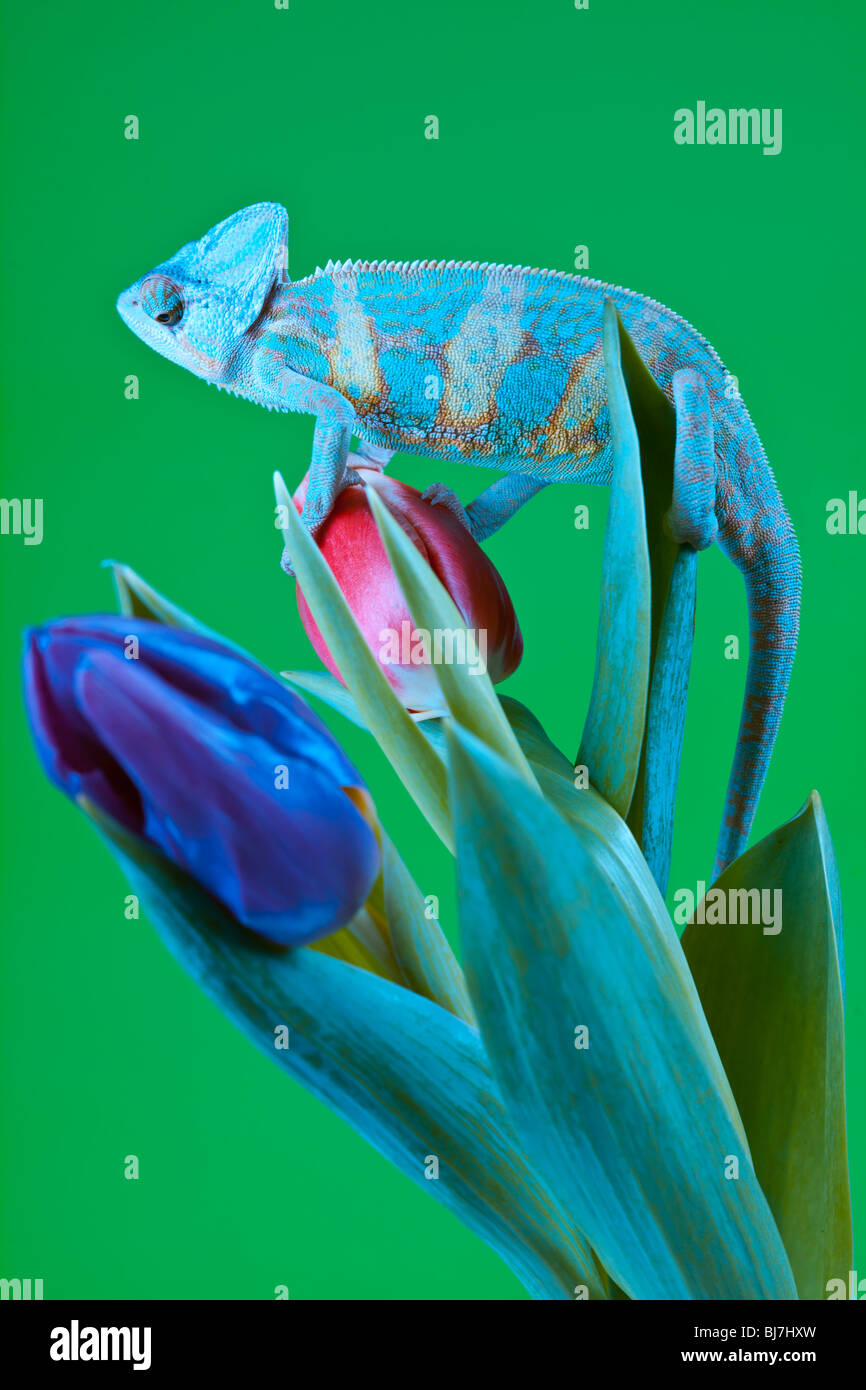 Multi colored chameleon hi-res stock photography and images - Alamy