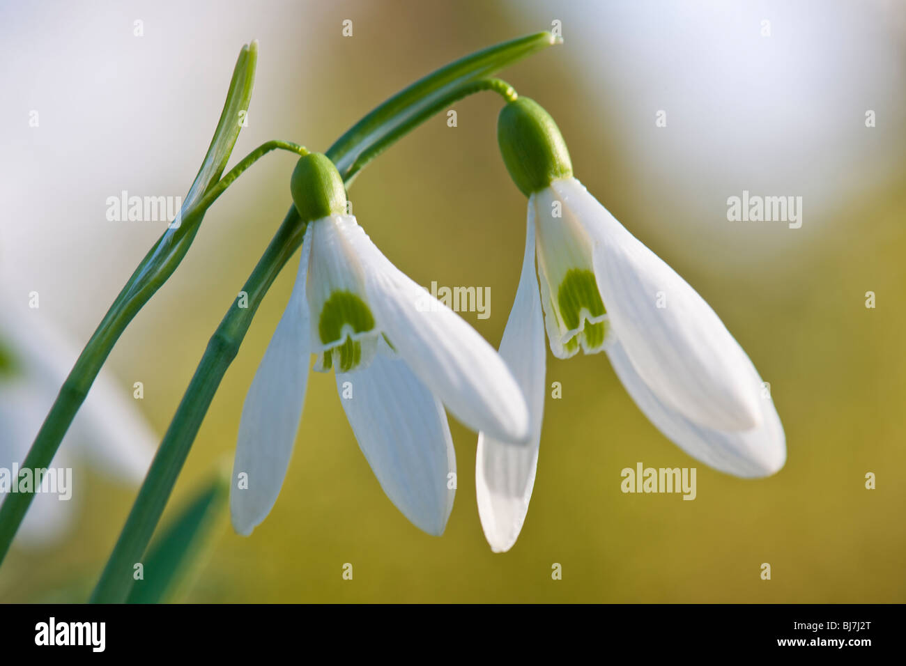 Snowdrops in Spring Stock Photo - Alamy
