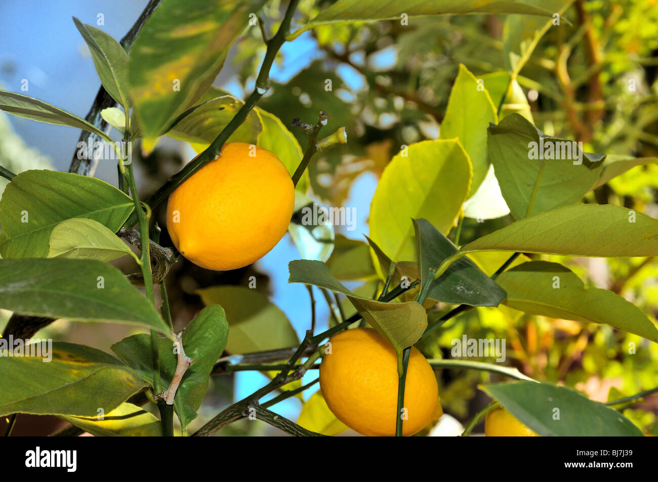 Lemon tree with fruit Stock Photo - Alamy