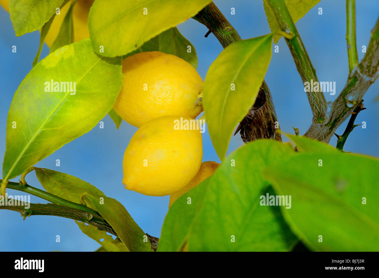 Lemon tree with fruit Stock Photo - Alamy
