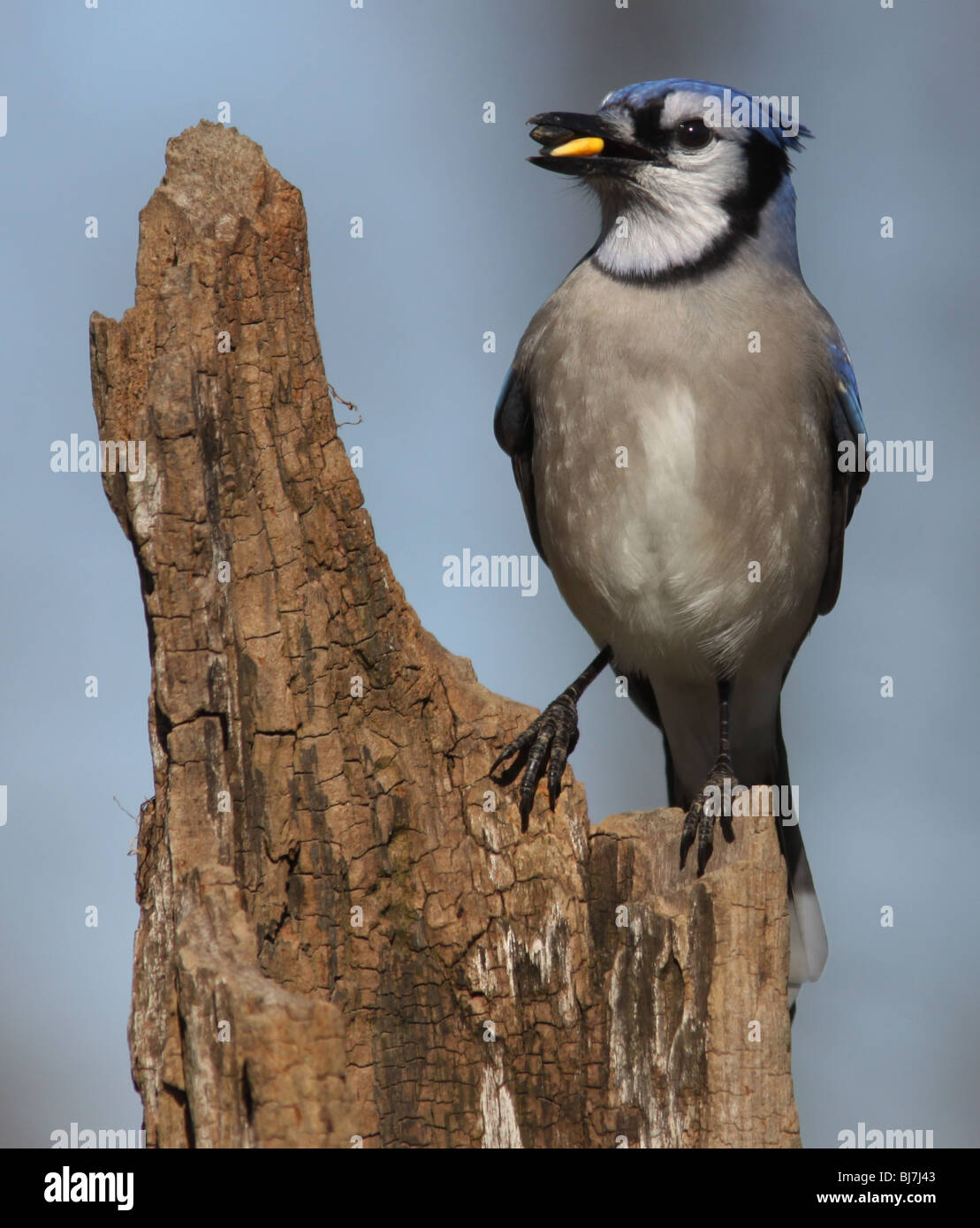 Bluejay feeding hi-res stock photography and images - Alamy