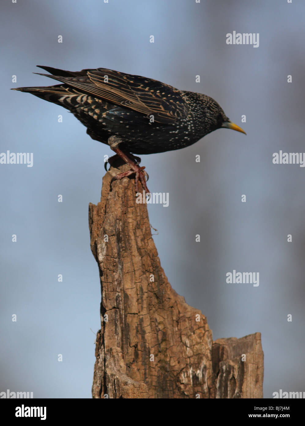 The starling hi-res stock photography and images - Alamy