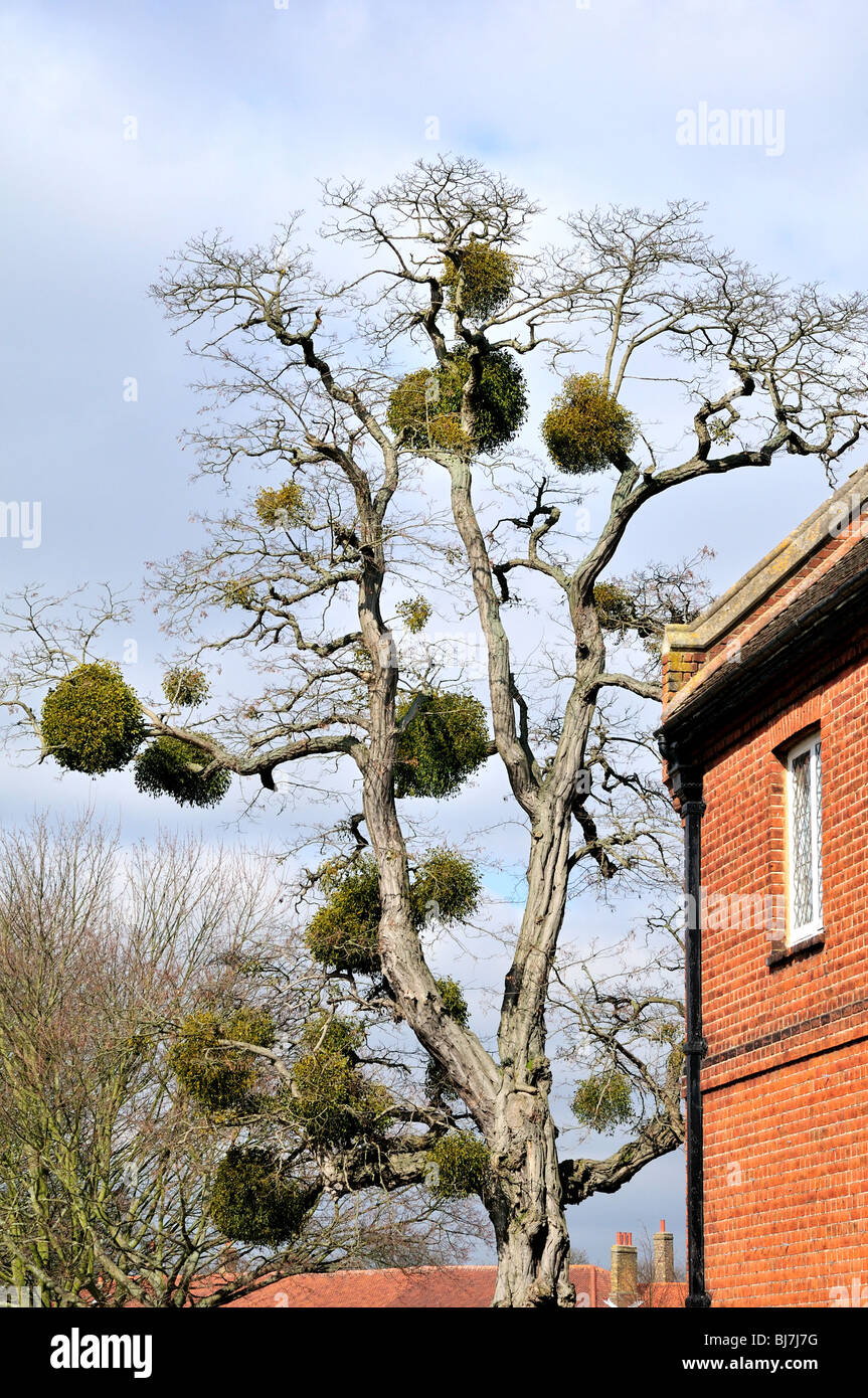 Mistletoe tree hi-res stock photography and images - Alamy