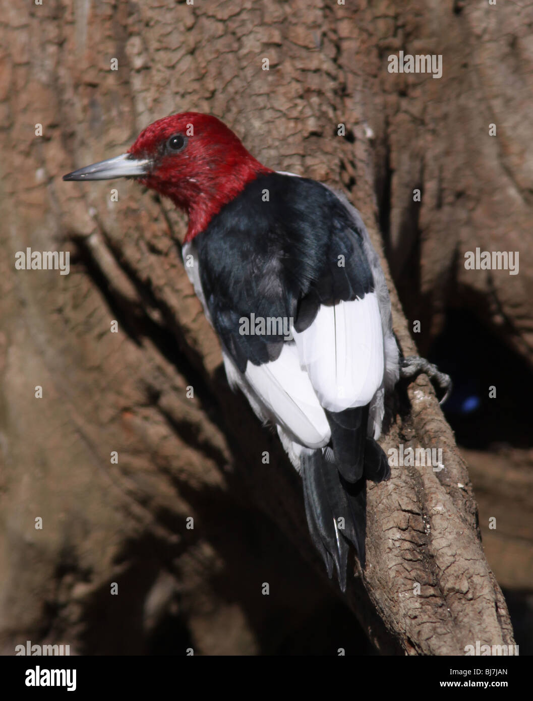 Colorful woodpecker hi-res stock photography and images - Alamy