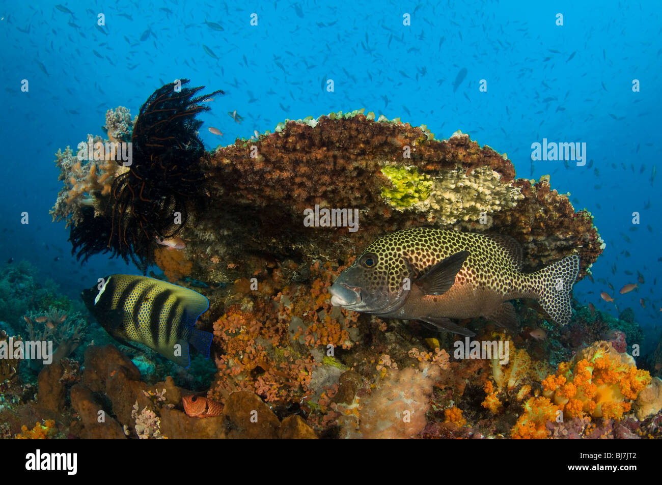 Harlequin sweetlips plectorhinchus chaetodonoides hi-res stock ...