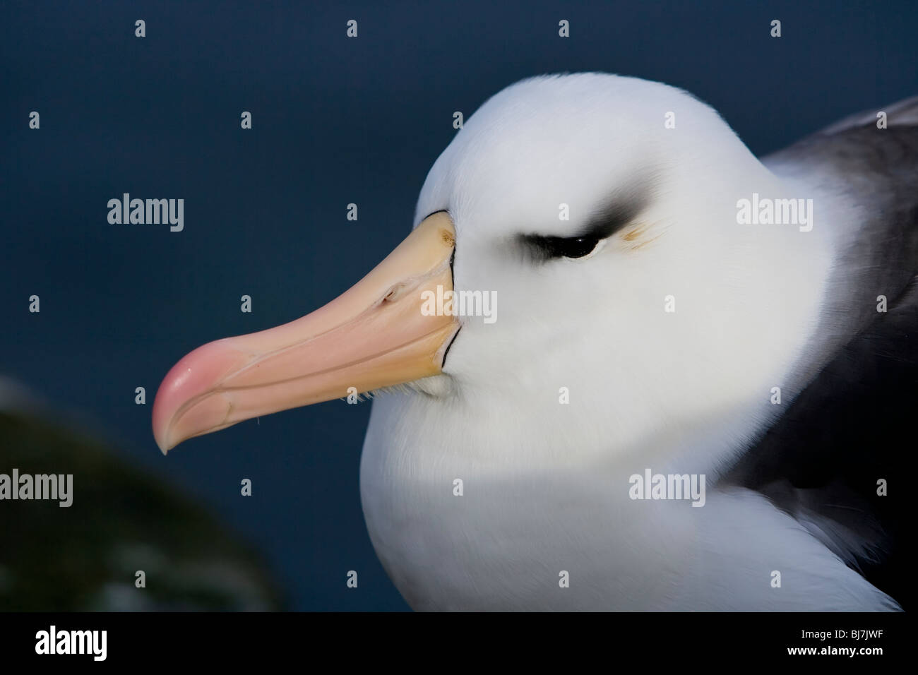 Albatross head hi-res stock photography and images - Alamy