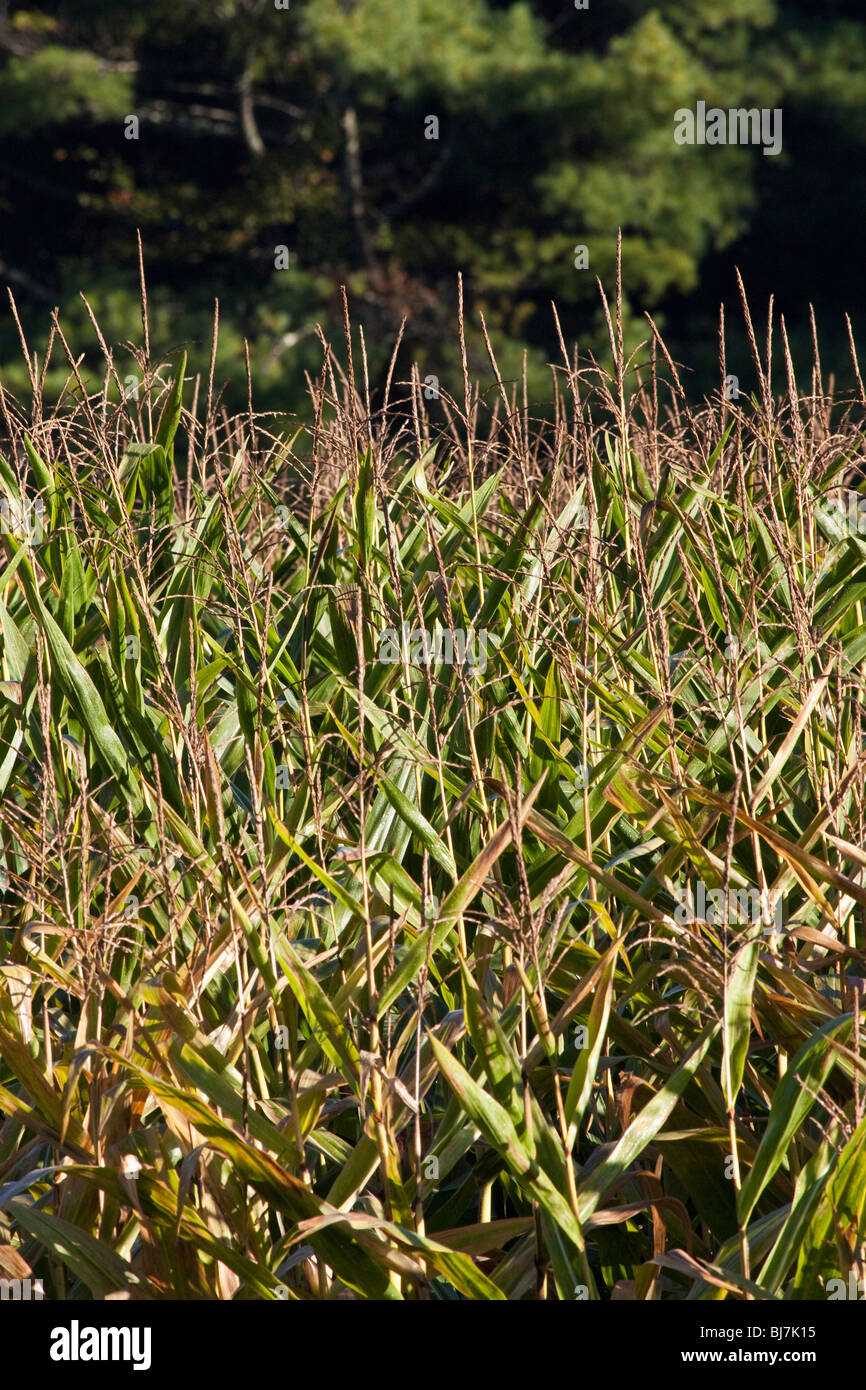 Empty fied hi-res stock photography and images - Alamy