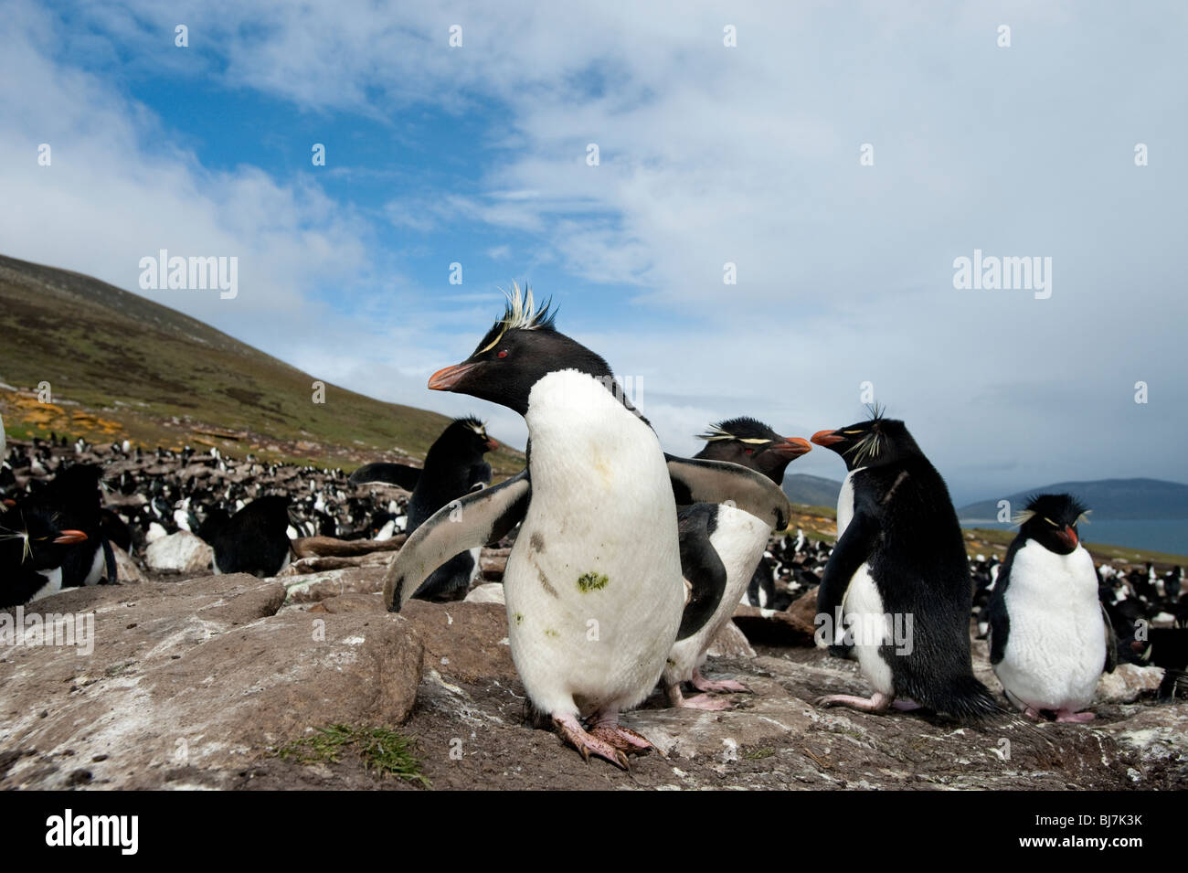 Rockhopper Penguin Eudyptes chrysocome Felsenpinguin Rookery Saunders ...