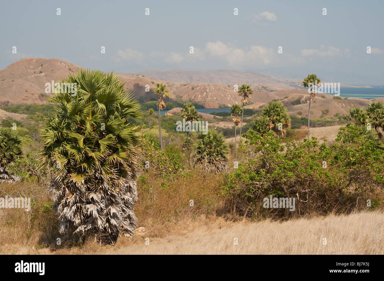 Rinca Island, Komodo National Park, Indonesia Stock Photo - Alamy