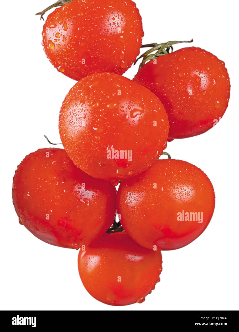 Tomato plant in field Cut Out Stock Images & Pictures - Alamy