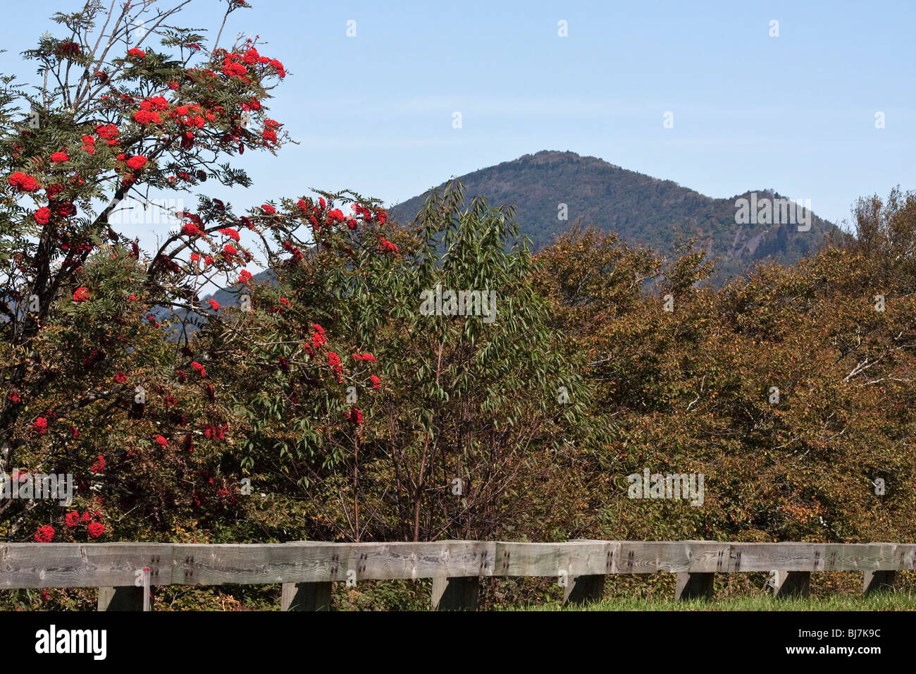 Ash tree hi hi-res stock photography and images - Alamy