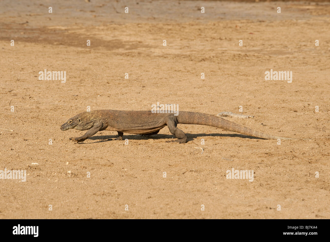 Komodo dragon foot hi-res stock photography and images - Alamy