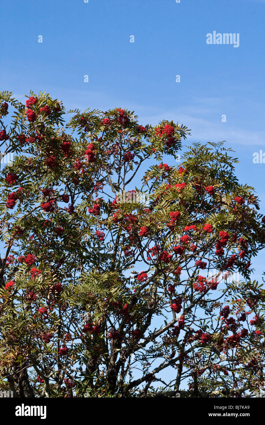 Sargents scalaris hi-res stock photography and images - Alamy