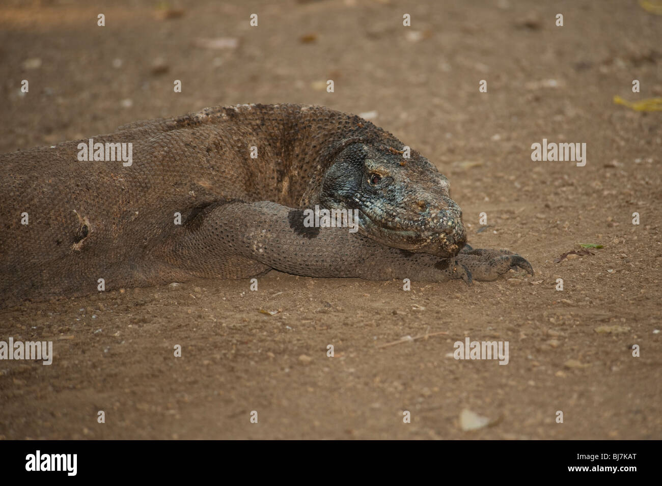 Komodo dragon foot hi-res stock photography and images - Alamy