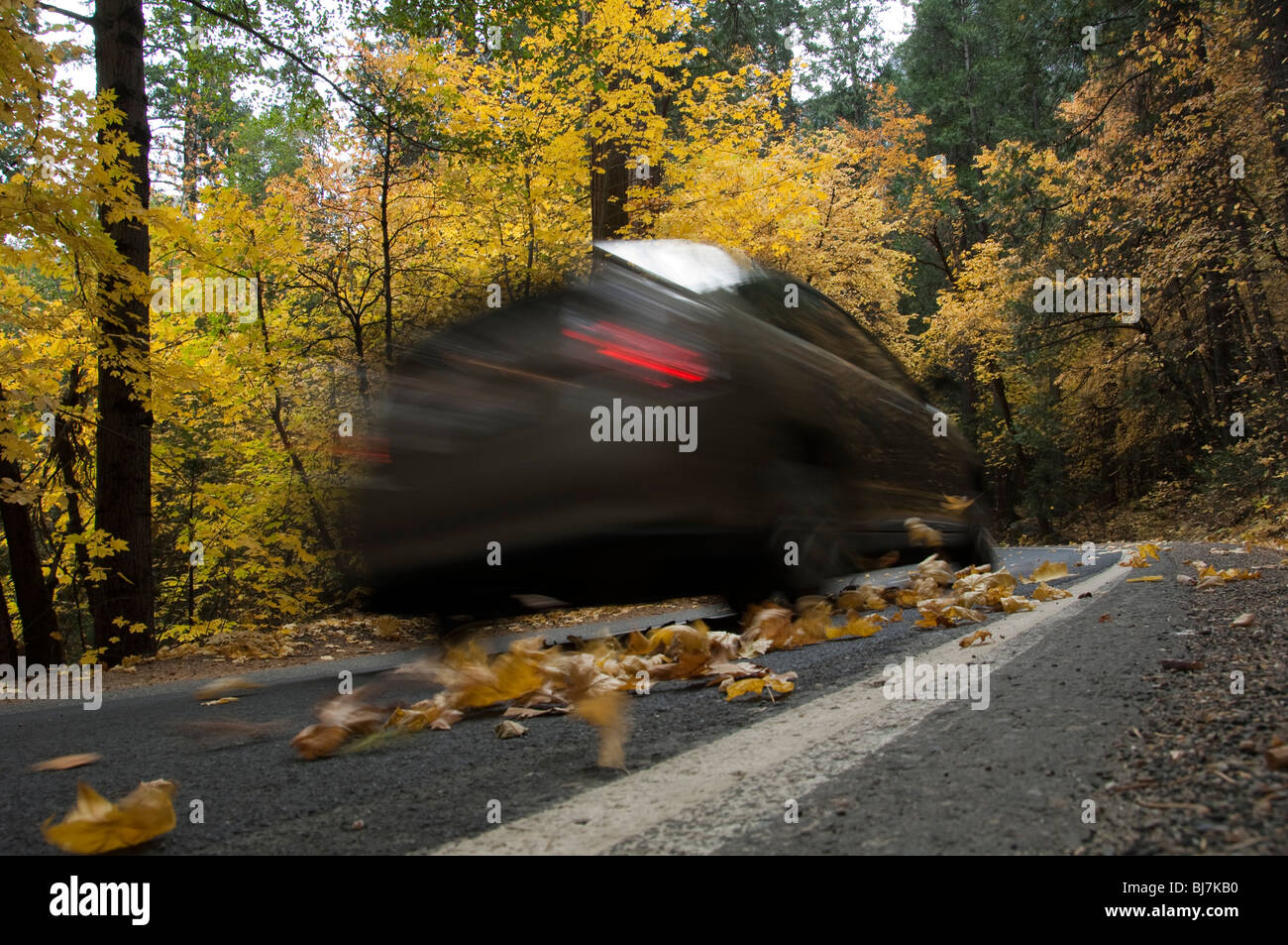 A car speeds by in blur throwing fall leaves on a highway in Yosemite ...