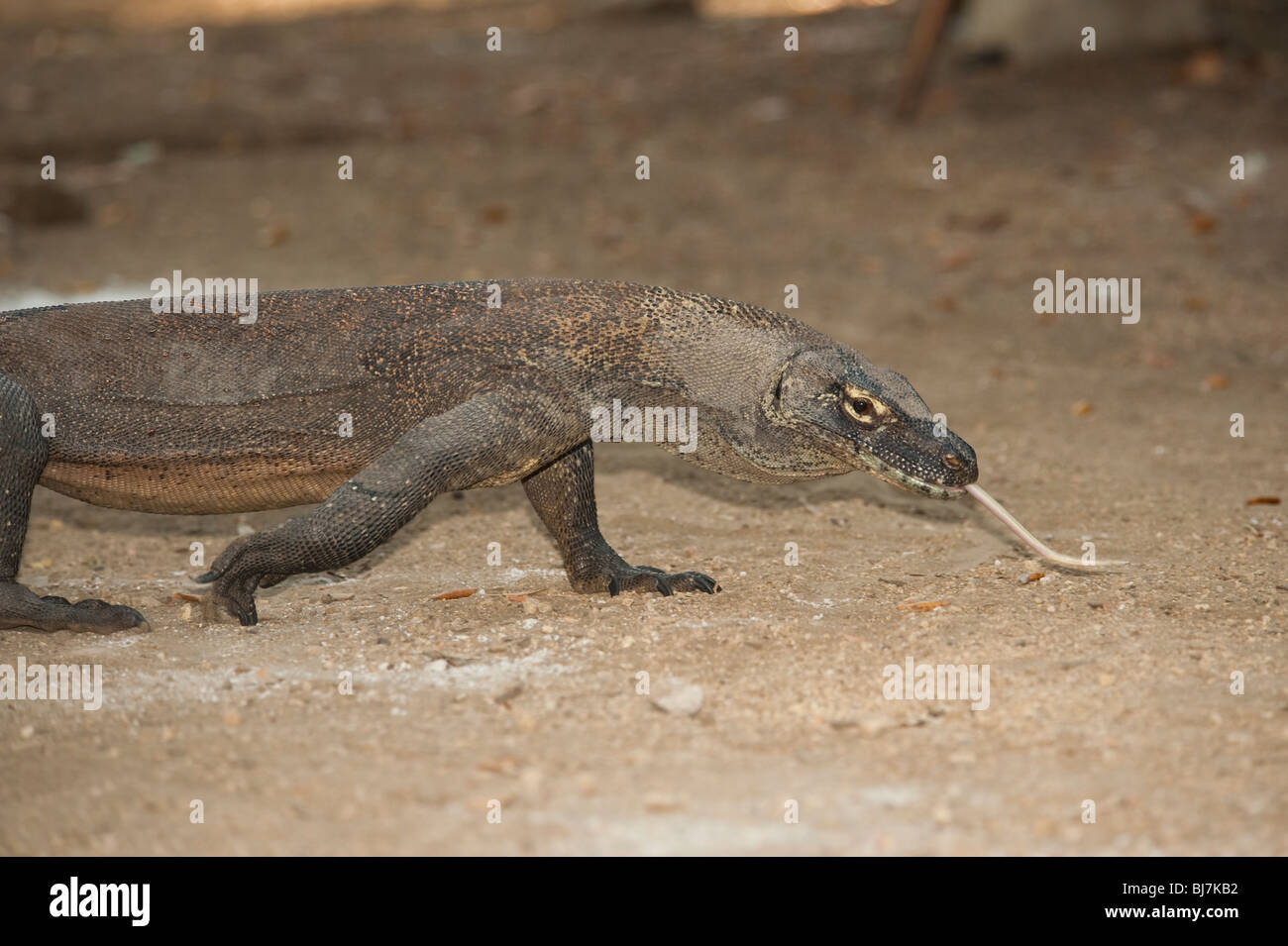 Komodo dragon foot hi-res stock photography and images - Alamy