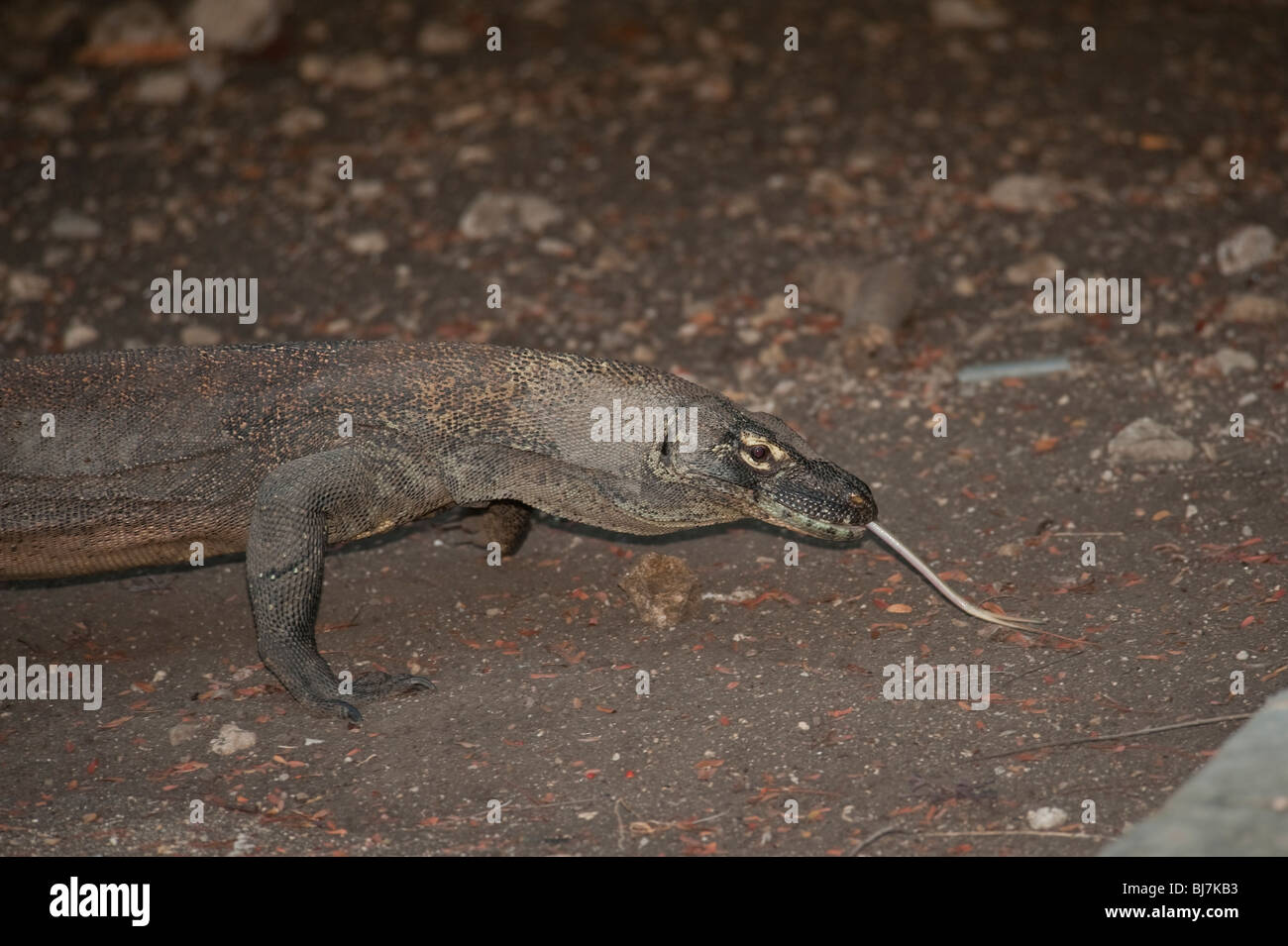 Komodo dragon foot hi-res stock photography and images - Alamy