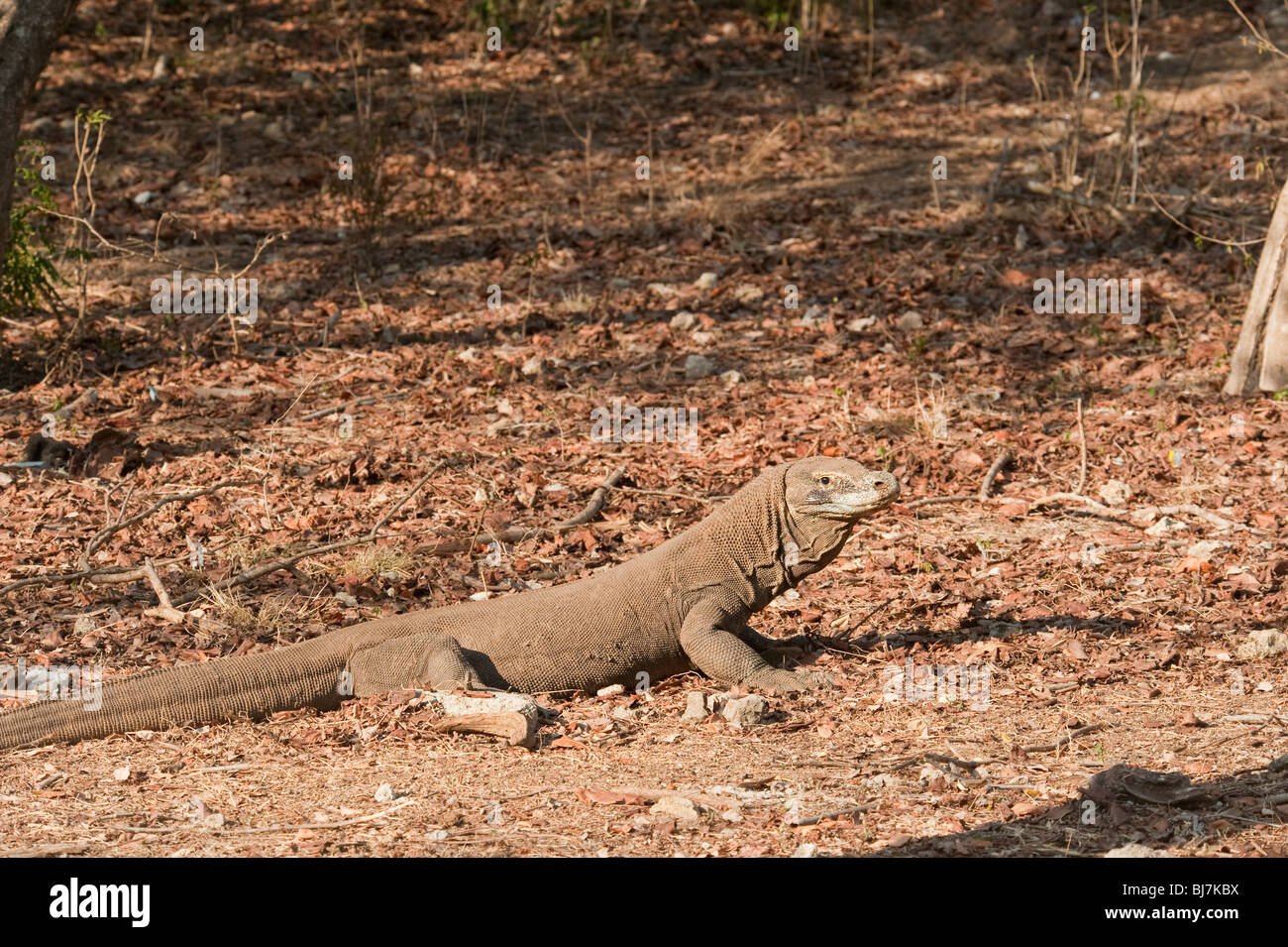 Komodo dragon foot hi-res stock photography and images - Alamy