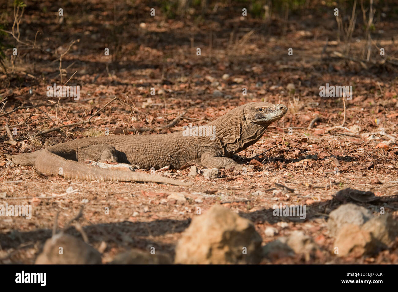 Komodo dragon foot hi-res stock photography and images - Alamy