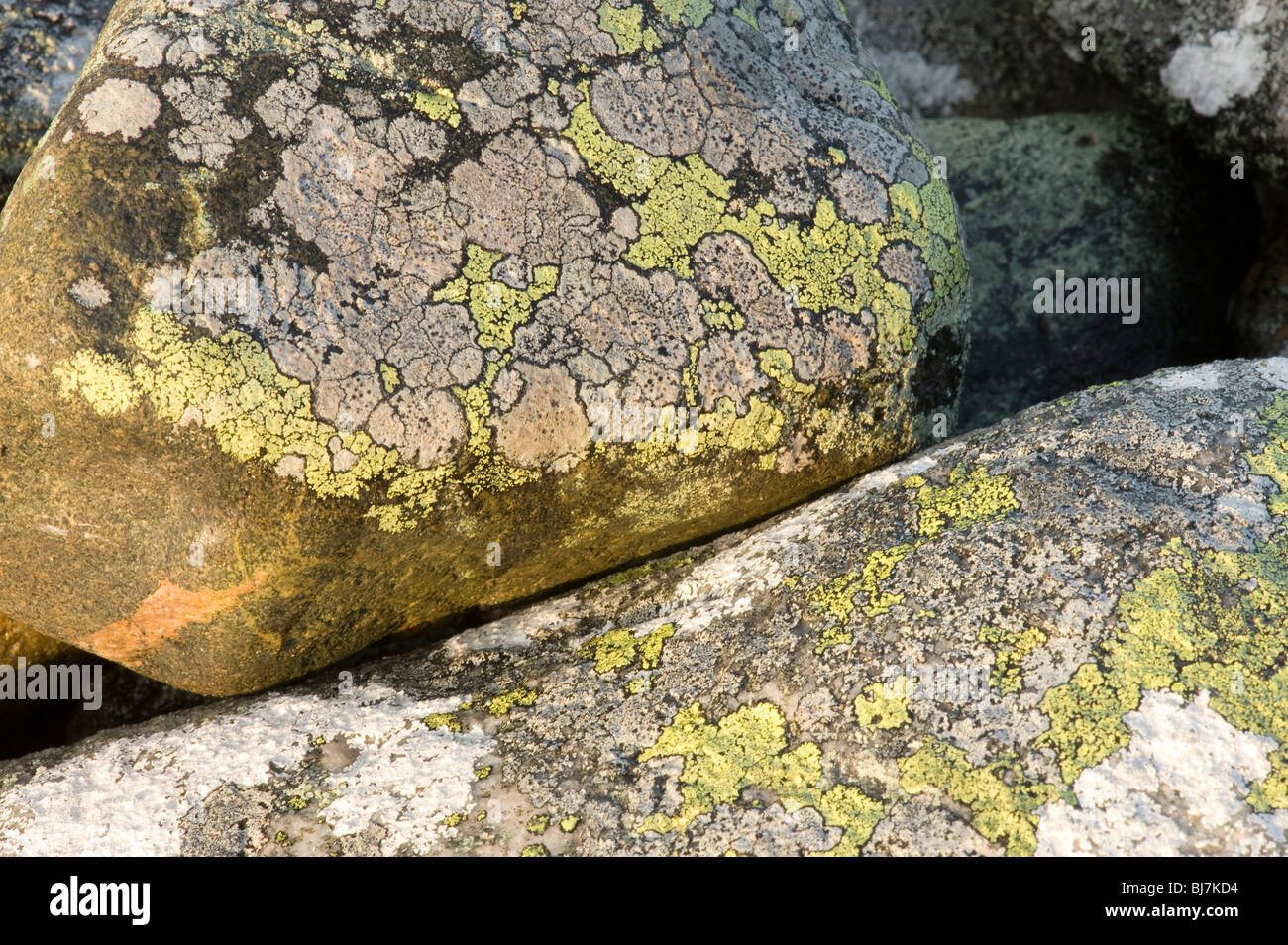 Lichen come in many colors, sizes, and forms Stock Photo - Alamy