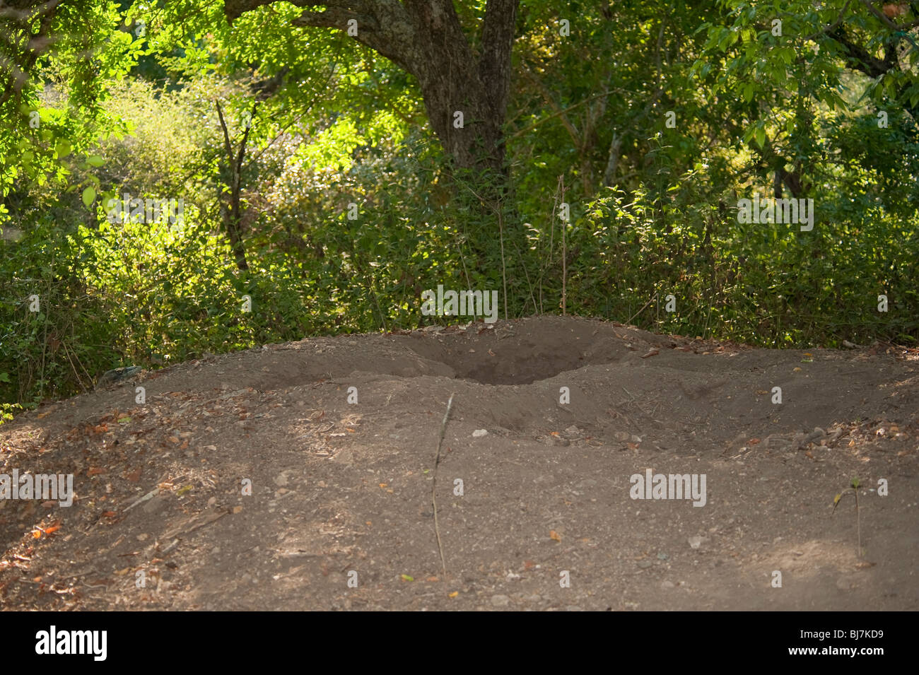 Komodo Dragon Nest Stock Photo - Alamy