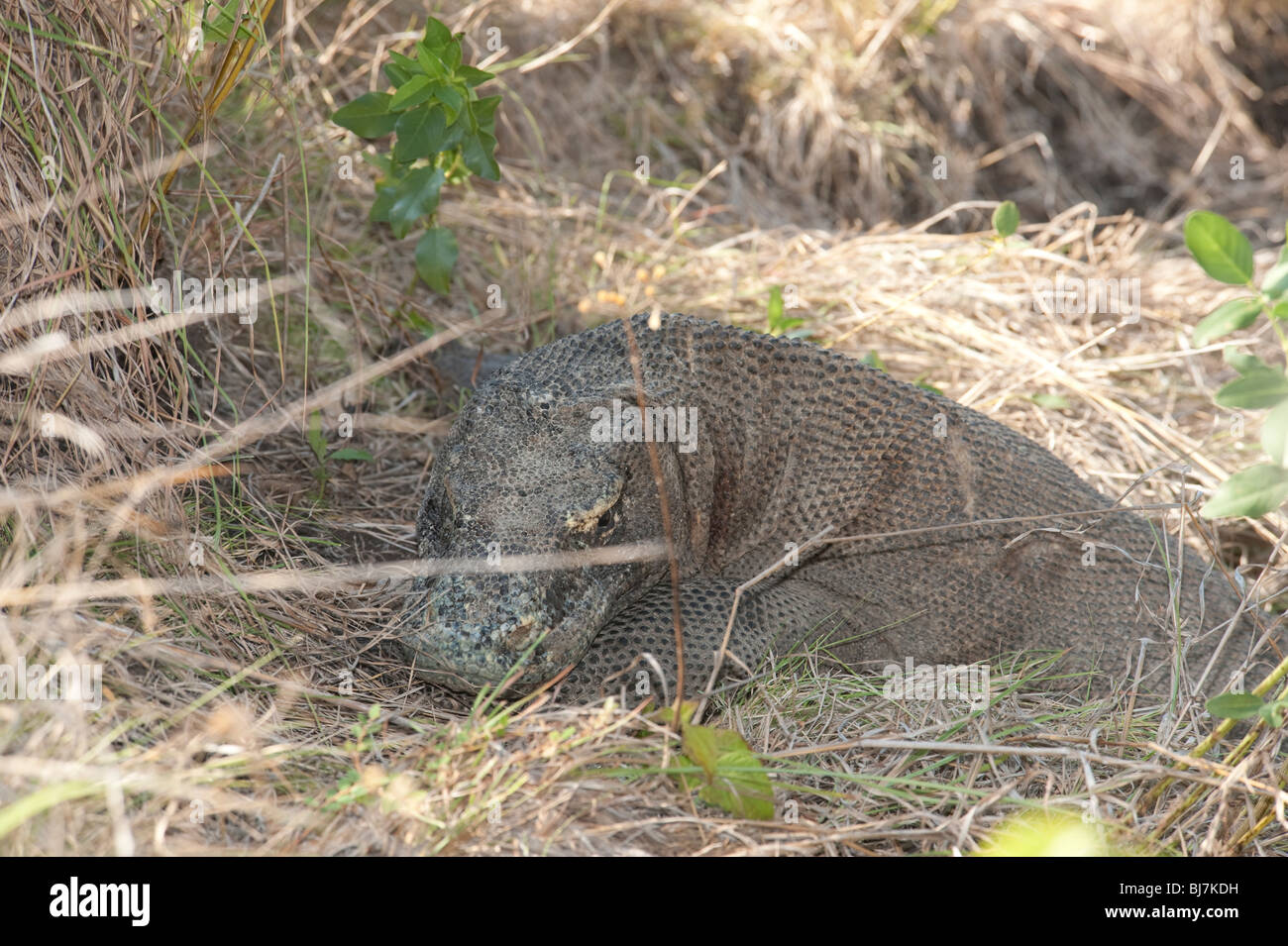 Komodo dragon foot hi-res stock photography and images - Alamy