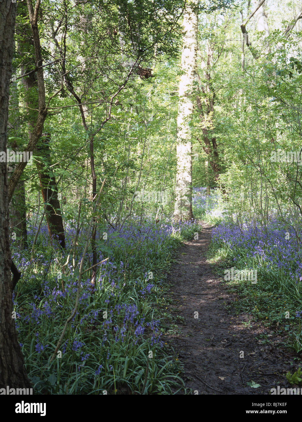 bluebells alongside path in the woods Stock Photo - Alamy