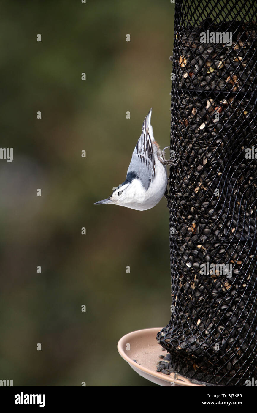Nuthatches bird feeder hi-res stock photography and images - Alamy