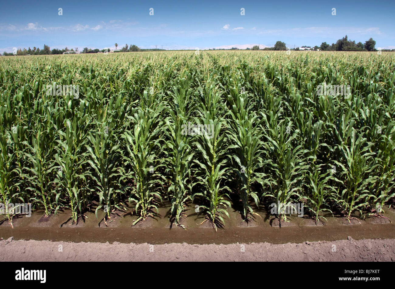California corn field Stock Photo - Alamy