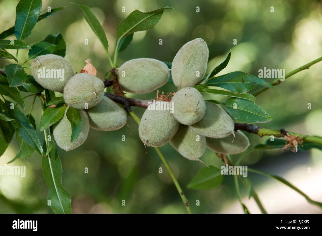Almonds on a tree branch Stock Photo - Alamy