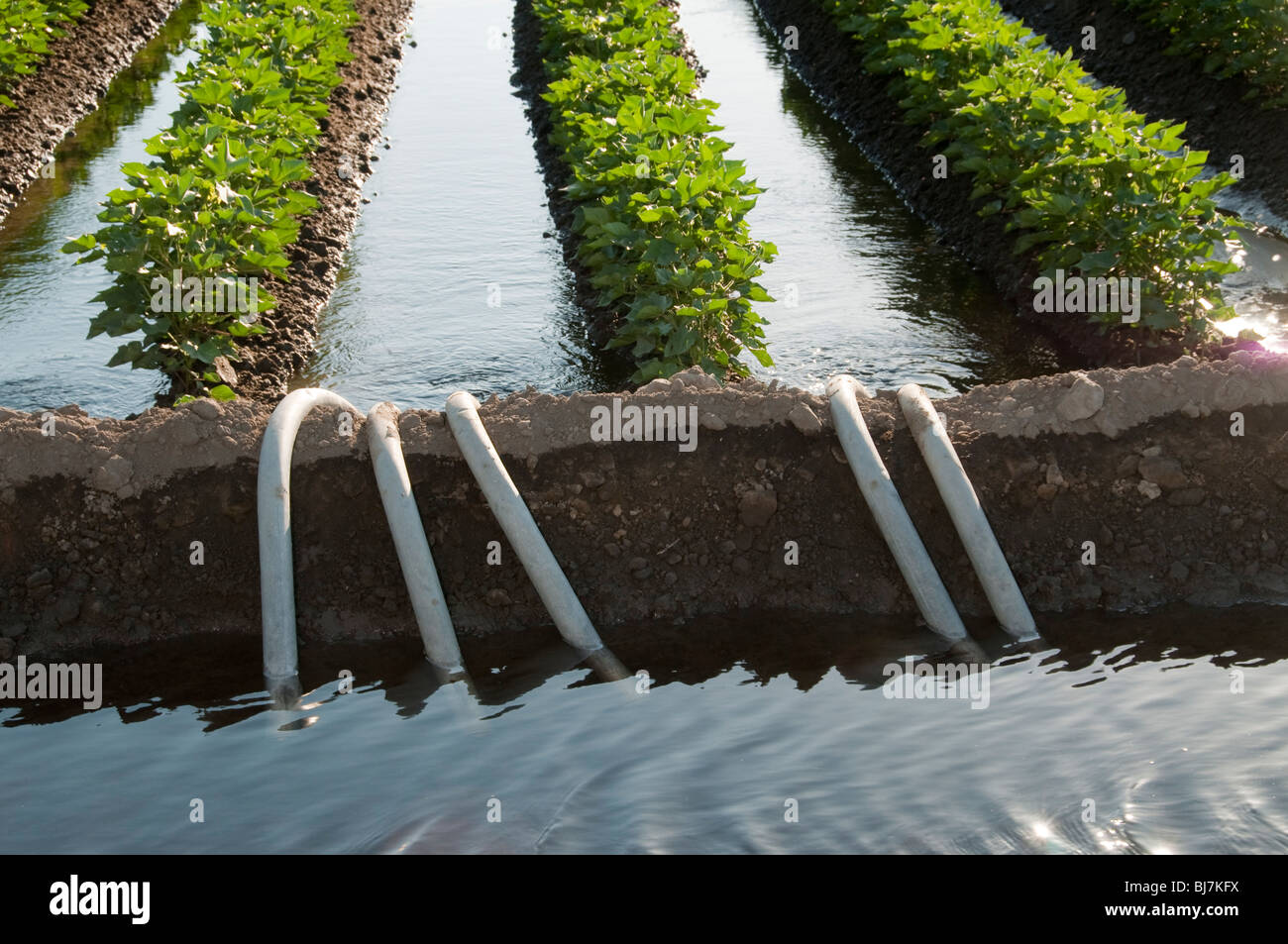Cotton irrigation hi-res stock photography and images - Alamy
