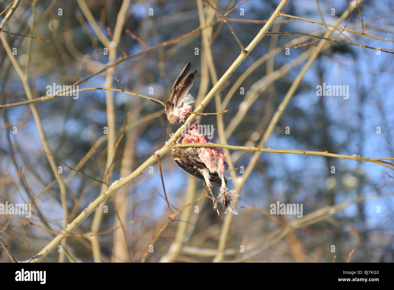Dead bird in a tree Stock Photo - Alamy