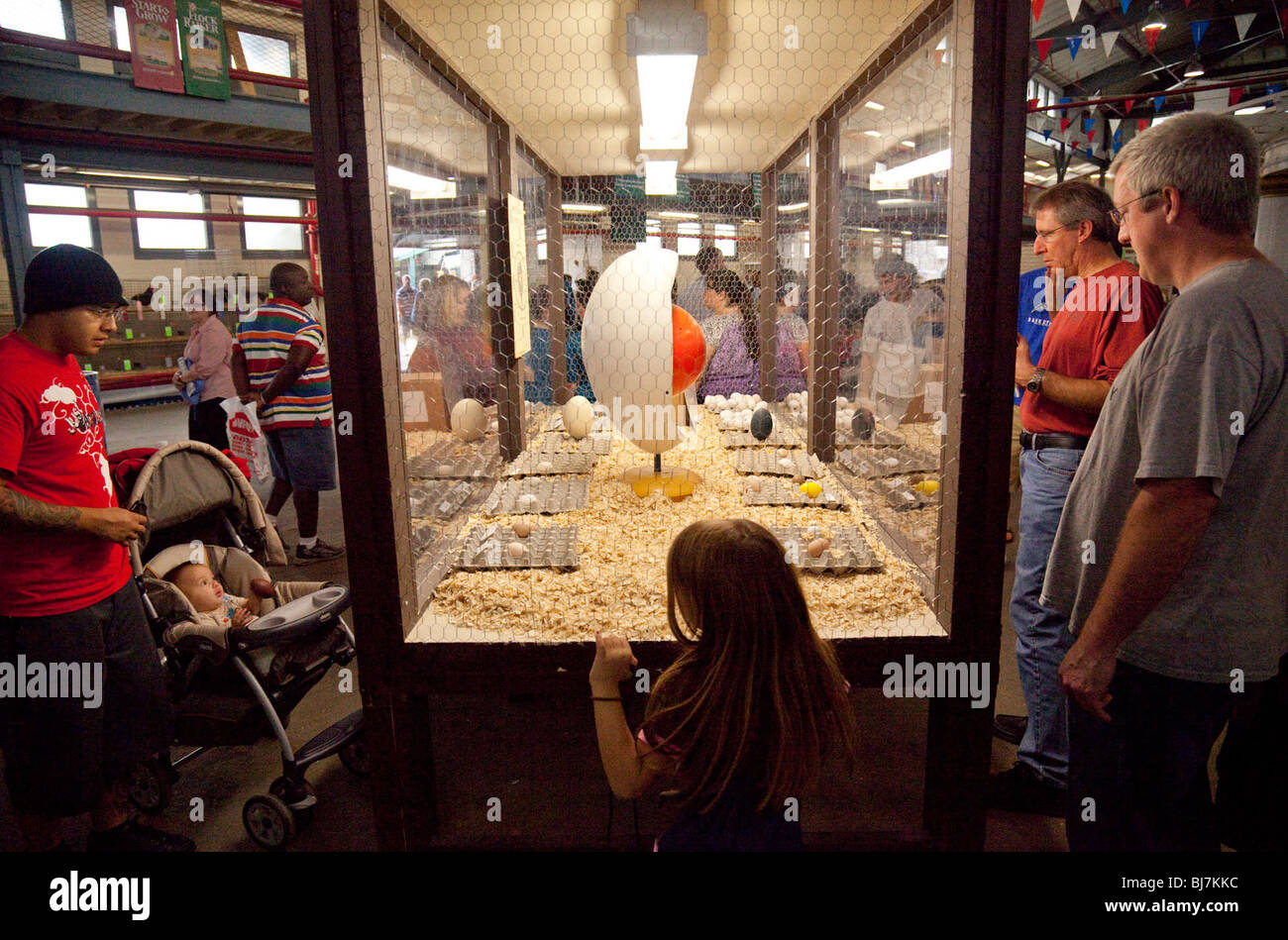 Egg display in the chicken barn New York State fair Stock Photo - Alamy