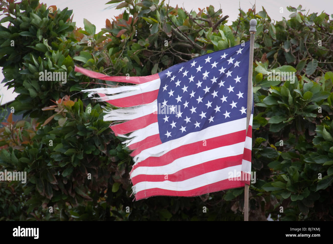 An American flag is weathered, ripped and torn from strong winds Stock ...