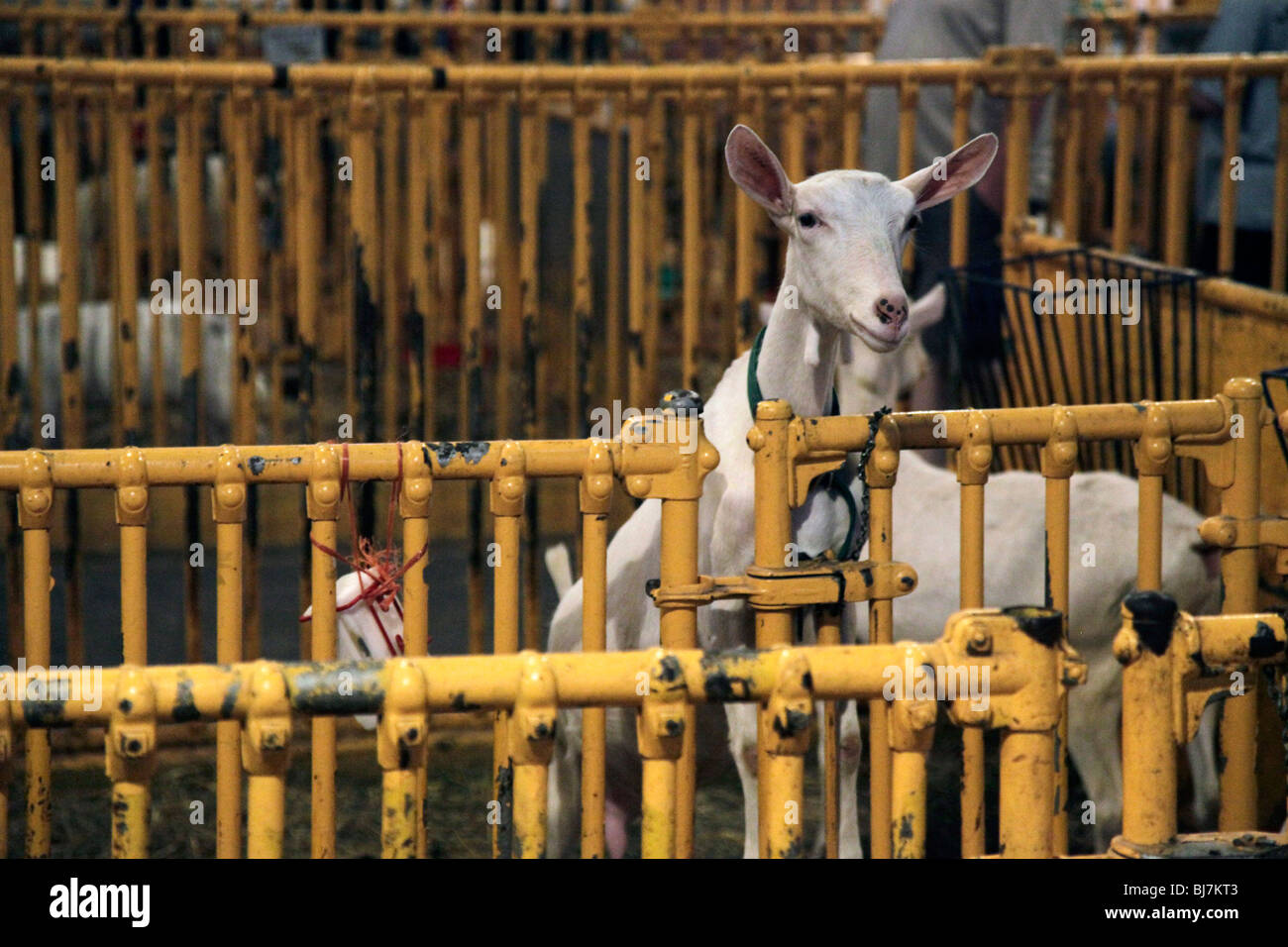 Goats states hi-res stock photography and images - Alamy