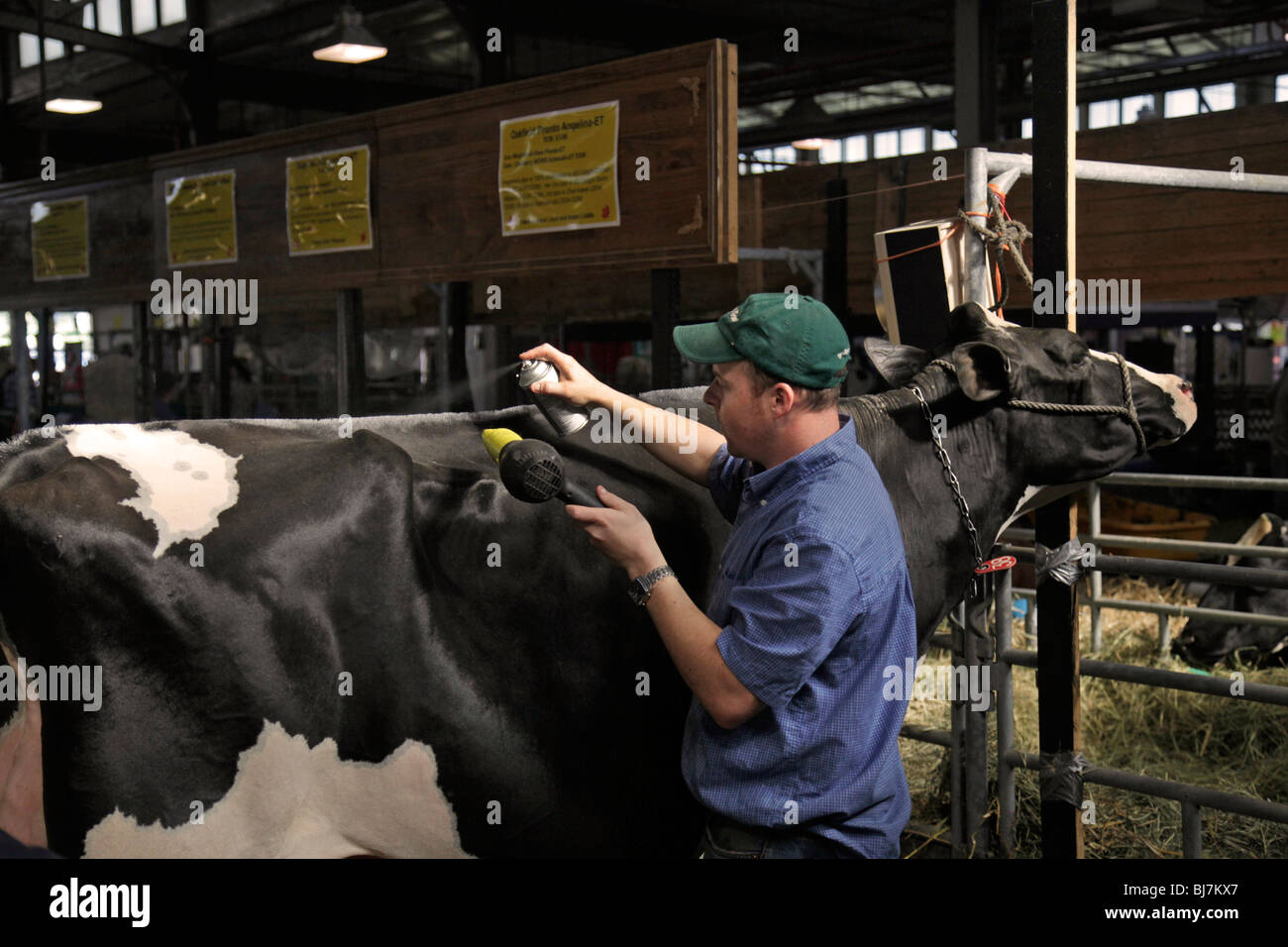 Cow at New York State Fair Stock Photo - Alamy