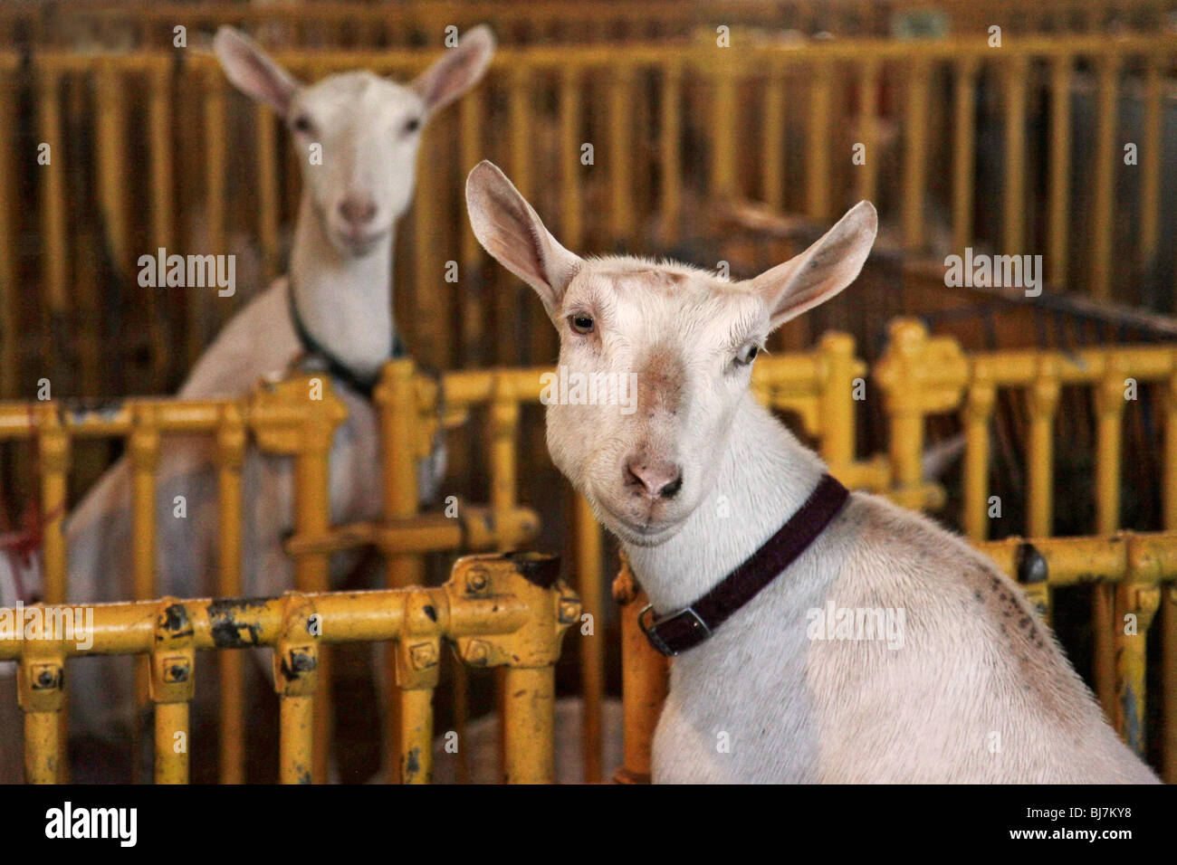 goats at the Syracuse State Fair New York Stock Photo - Alamy