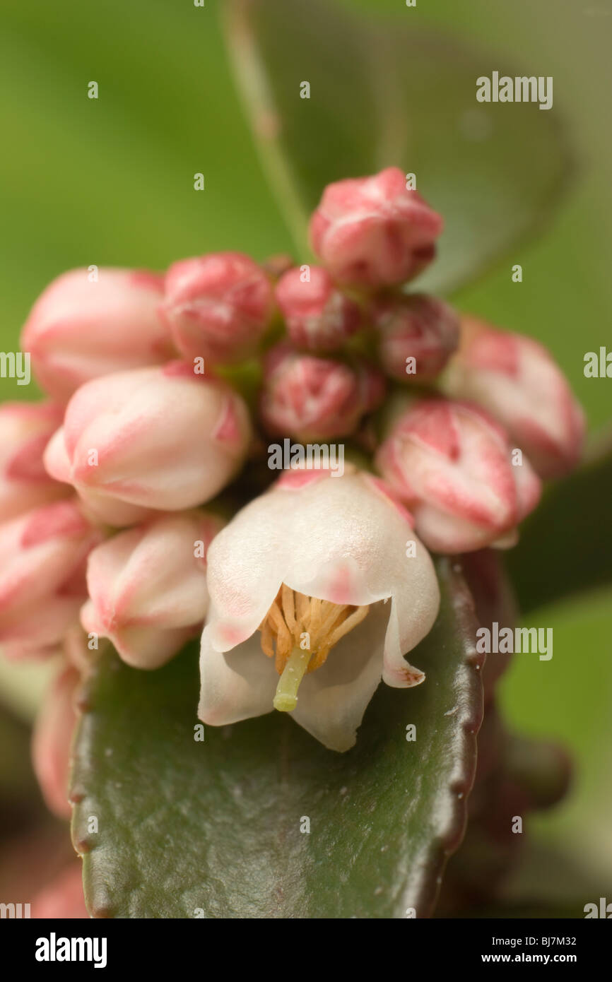 Evergreen huckleberry flower hi-res stock photography and images - Alamy
