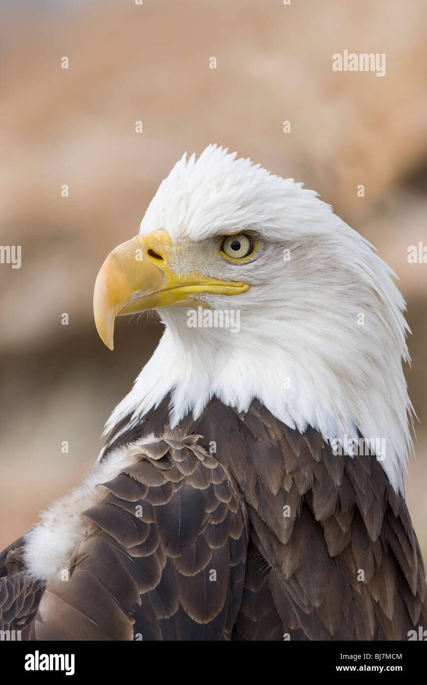 Adult bald eagle hi-res stock photography and images - Alamy