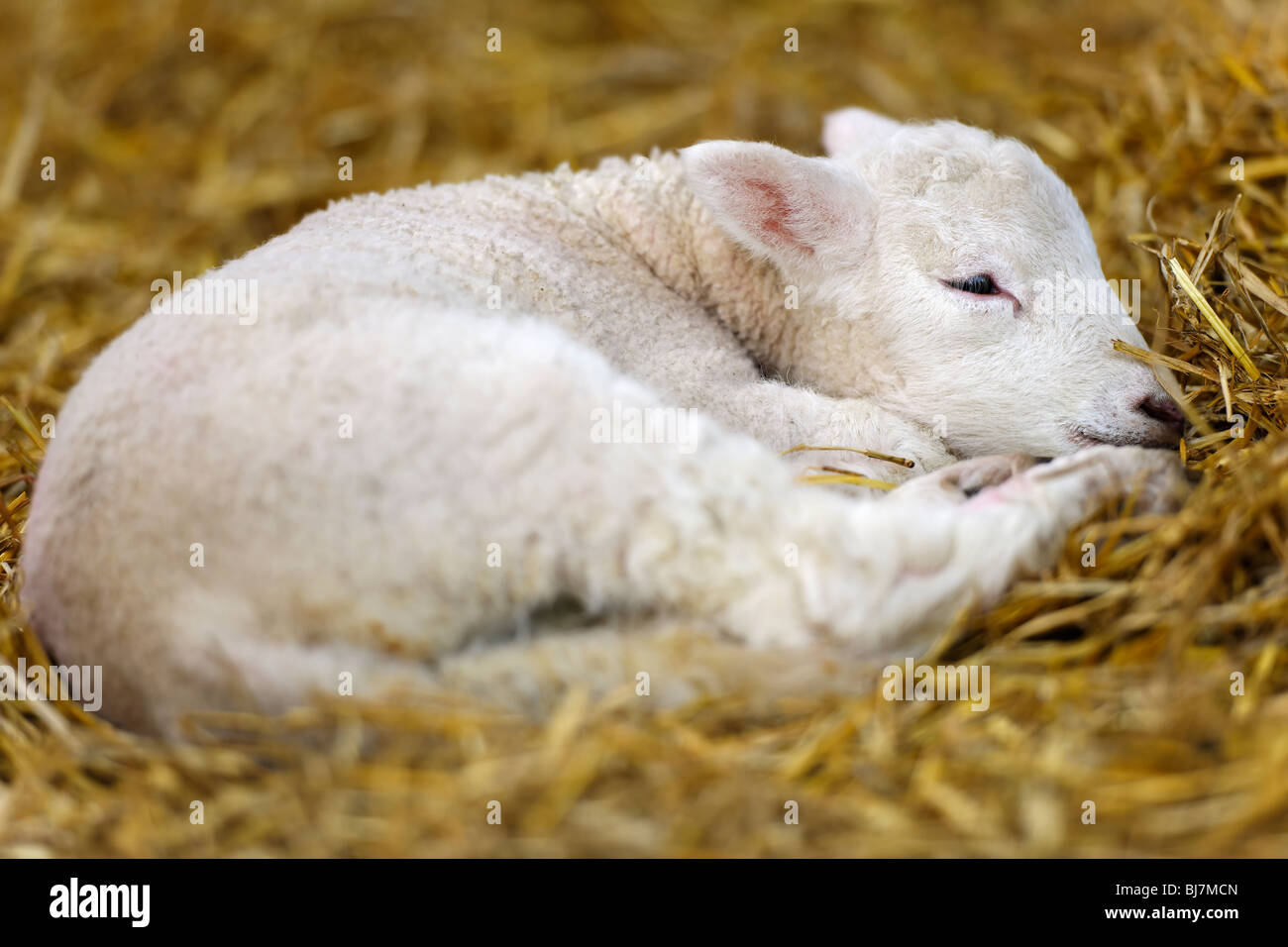 Farmer market lamb hi-res stock photography and images - Alamy